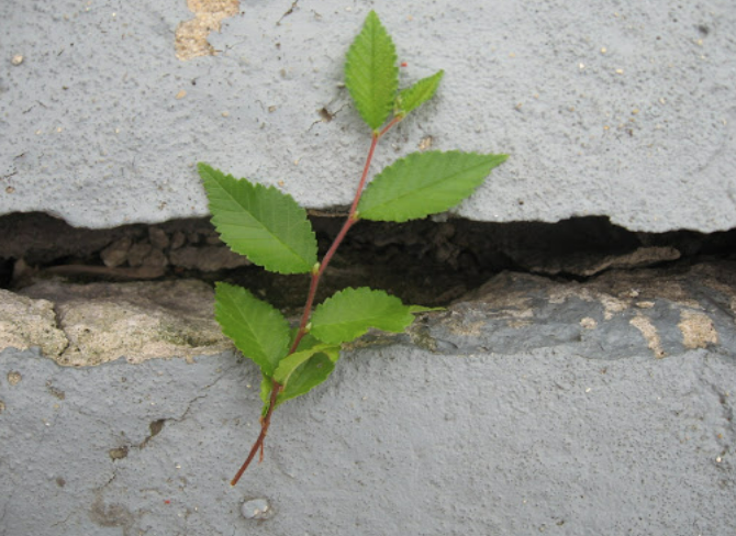 Paula Cisewski – The Glacier