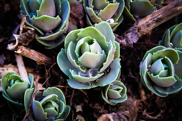 Stuart Ross – The Glacier